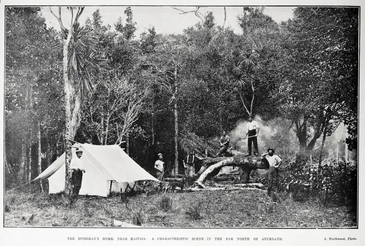 The bushman's home, near Kaitaia: a characteristic scene in the Far ...