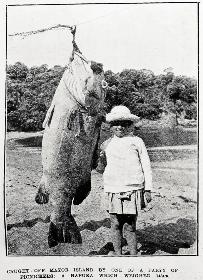 Caught off Mayor Island by one of a party of picnickers: Hapuka which ...