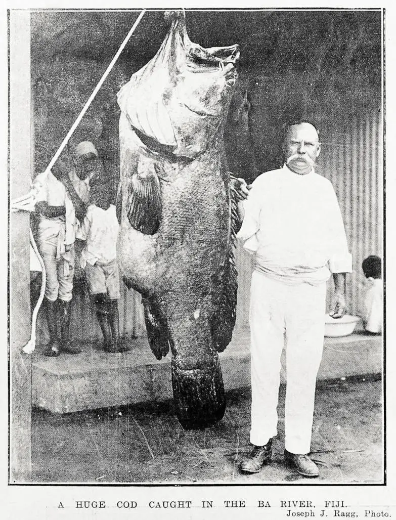 A huge cod caught in the Ba River, Fiji | Record | DigitalNZ