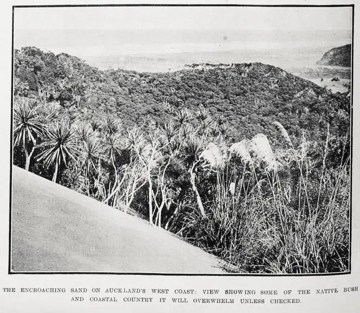 The encroaching sand on Auckland's west coast: view showing some of the ...