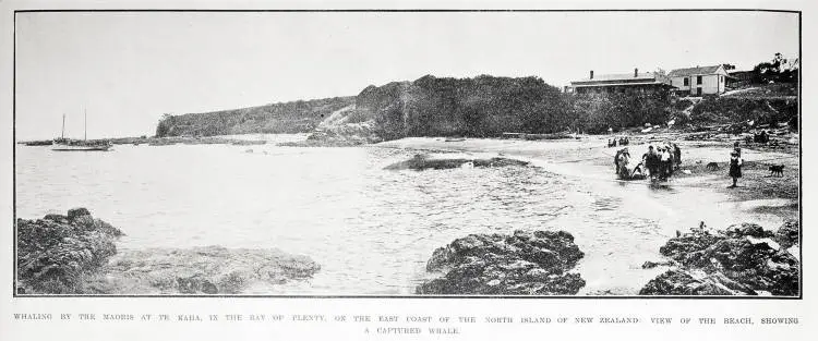 Whaling by the Maoris at Te Kaha in the Bay of Plenty on the East Coast ...