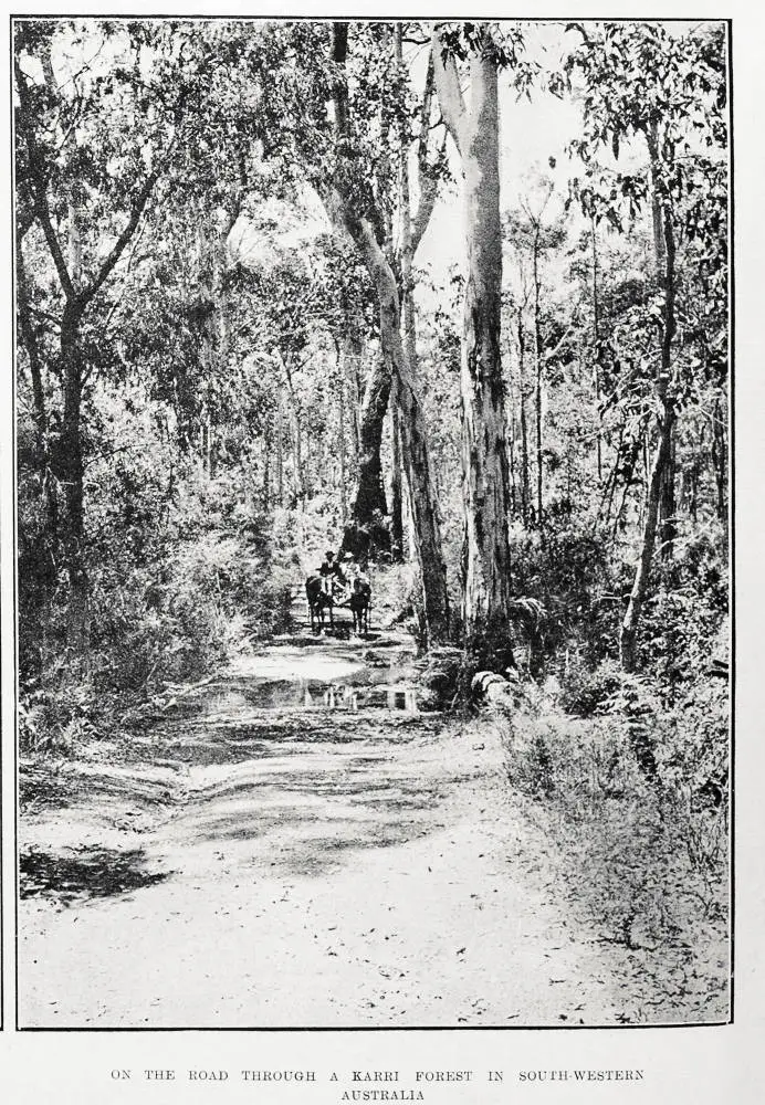 On the road through a karri forest in south-western Australia | Record ...