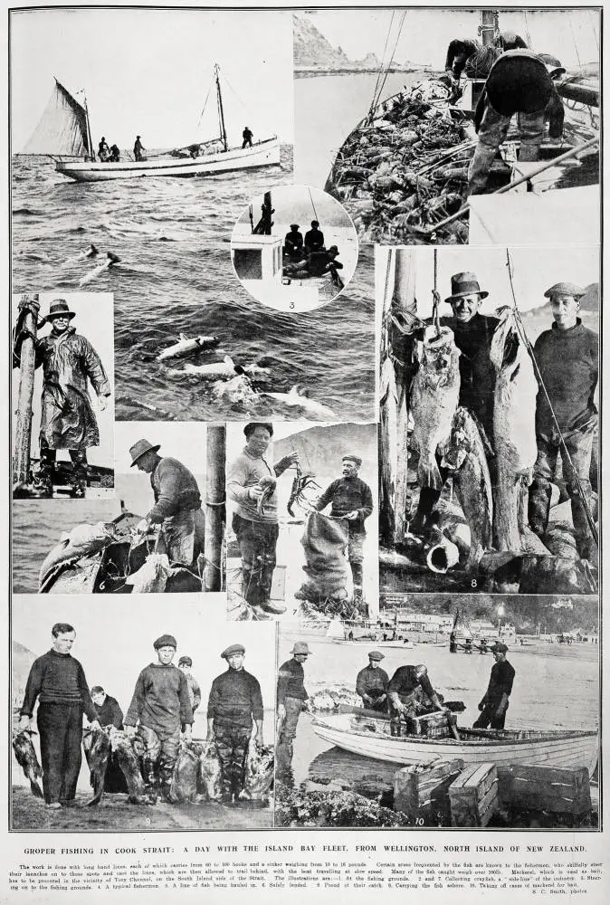 Groper Fishing In Cook Strait | Record | DigitalNZ