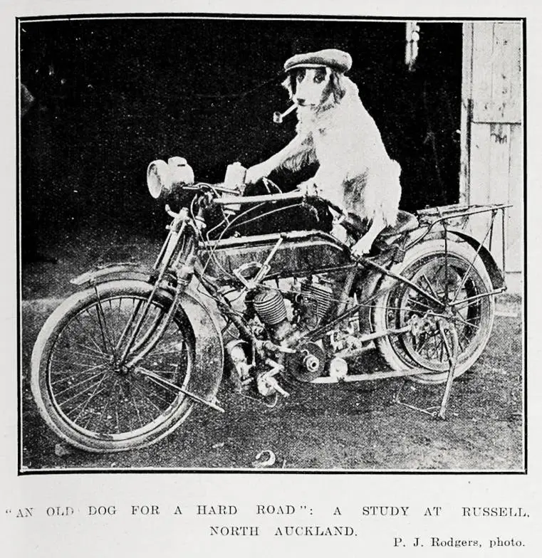 'An old dog for a hard road': a study at Russell, North Auckland ...