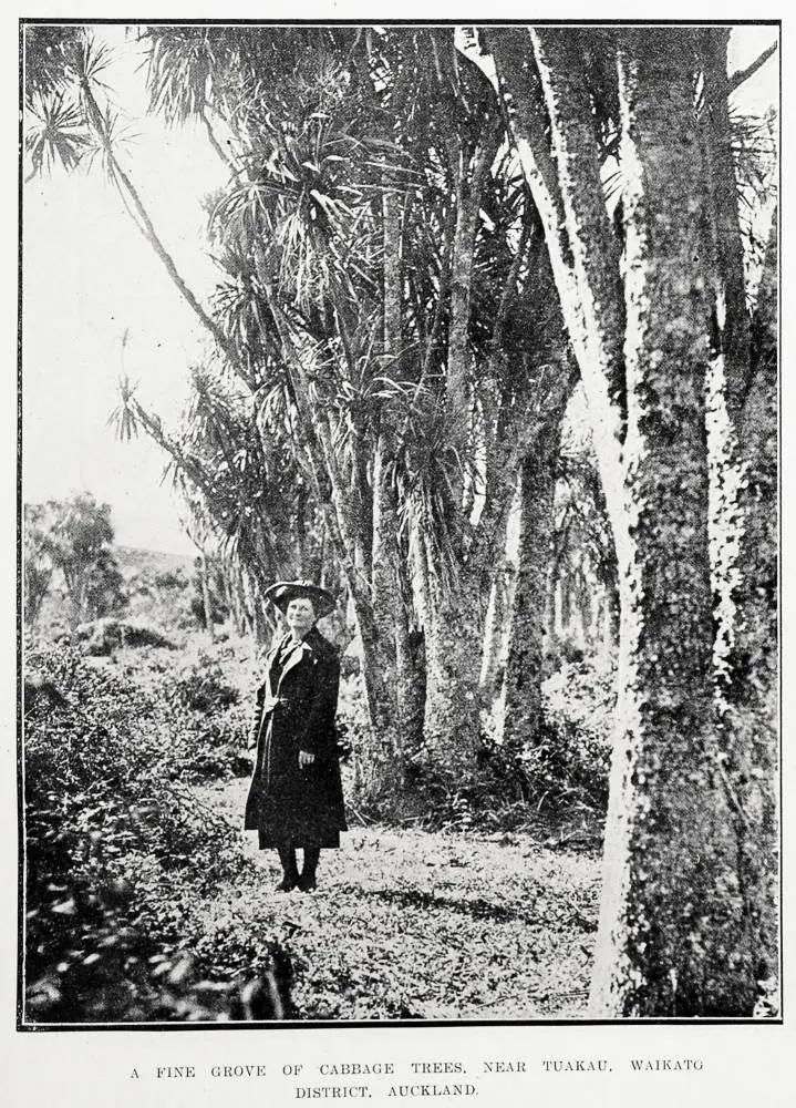A fine grove of cabbage trees, near Tuakau, Waikato district, Auckland | Record | DigitalNZ