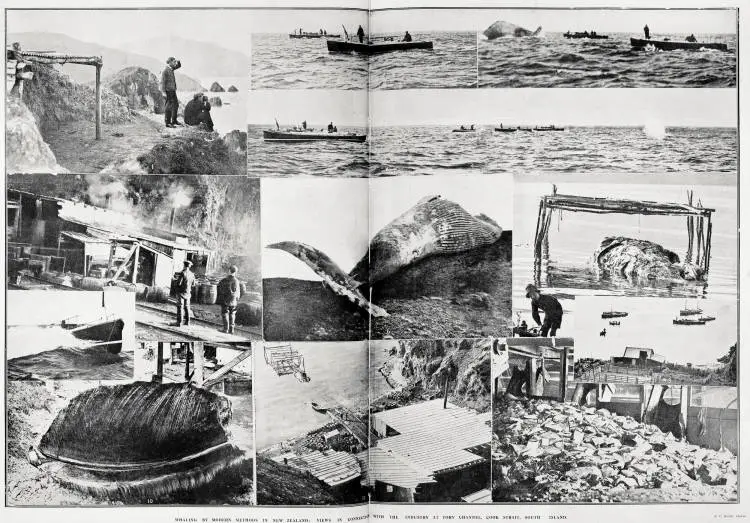 Whaling by modern methods in New Zealand: views in connection with the ...