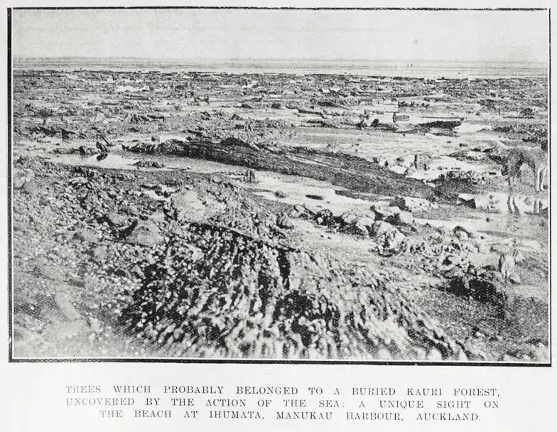 Trees which probably belonged to a buried Kauri Forest, uncovered by ...