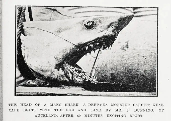 The head of a mako shark, a deep-sea monster caught near Cape Brett ...