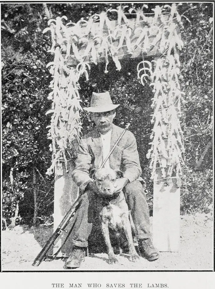 The man who saves the lambs | Record | DigitalNZ