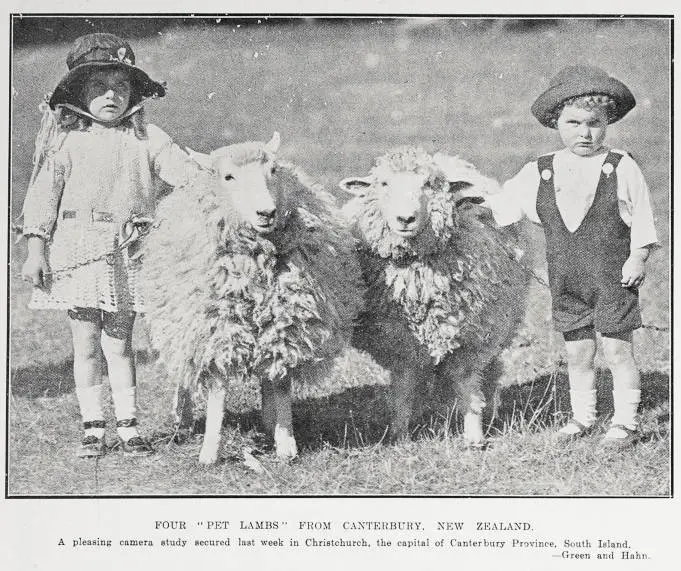 Four 'Pet Lambs' From Canterbury, New Zealand | Record | DigitalNZ