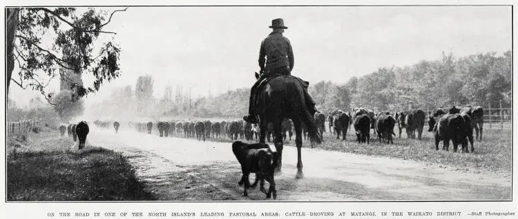 On The Road In One of the North Island's Leading Pastoral Areas: Cattle ...