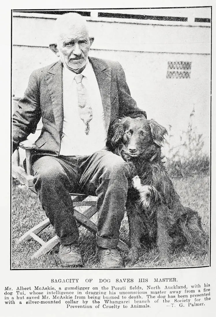 Sagacity of dog saves his master | Record | DigitalNZ