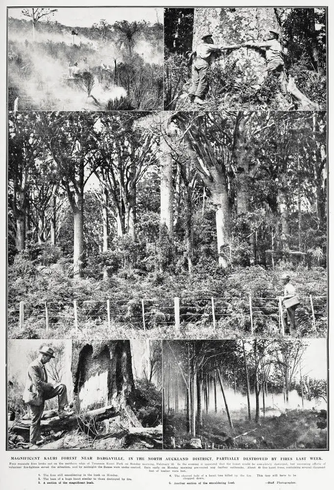 Magnificent Kauri forest near Dargaville, in the North Auckland District, partially destroyed by ...