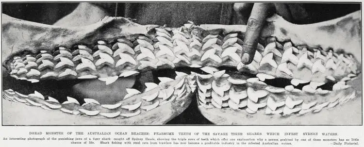 Dread monster of the Australian ocean beaches: fearsome teeth of the ...