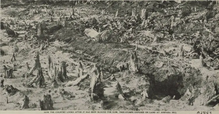 How the country looks after it has been sluiced for gum: tree-stumps ...