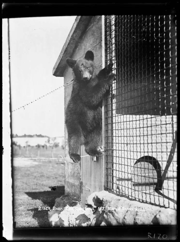 Black Bear, Auckland Zoo, Western Springs | Record | DigitalNZ