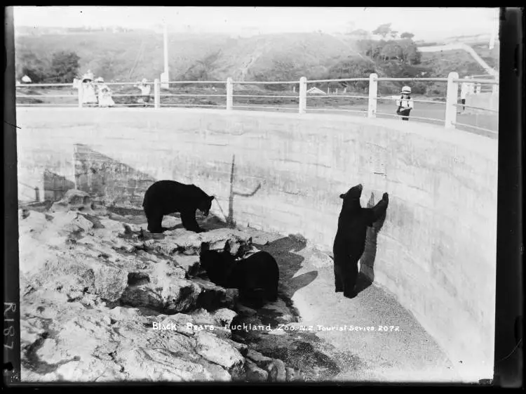 Black Bears, Auckland Zoo, Western Springs | Record | DigitalNZ