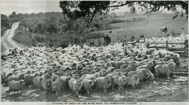 Shearing-time on some well-known sheep stations in the Wairarapa ...