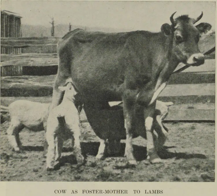 Cow as foster-mother to lambs | Record | DigitalNZ