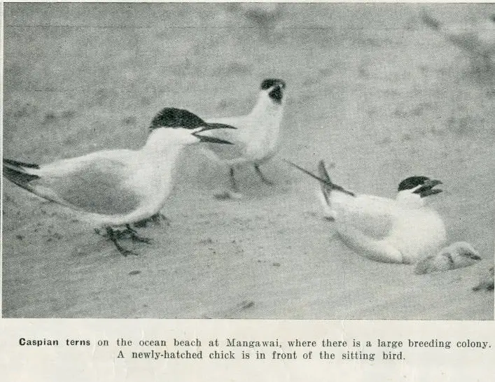 Nesting time in the Hauraki Gulf: sea-birds in their breeding-places ...