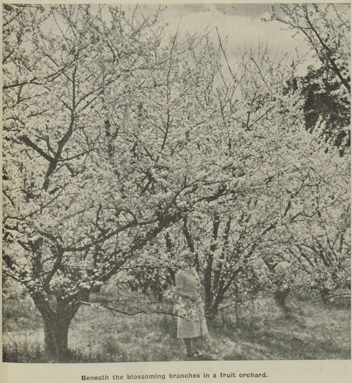Spring hangs the infant blossoms on the trees: Auckland orchards and gardens in the year's most ...