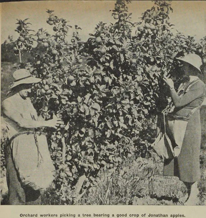 Apple harvest: picking the present season's crop for export from ...