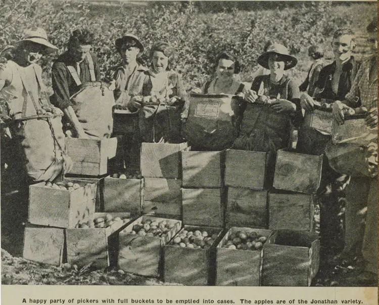 Apple harvest: picking the present season's crop for export from ...