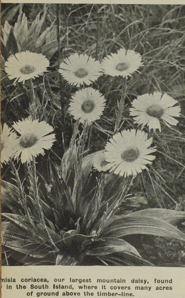 Mountain daisy | Record | DigitalNZ