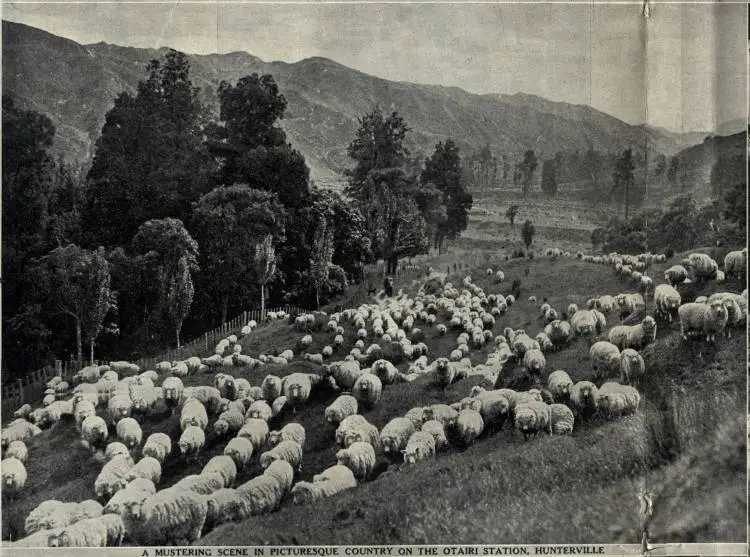 A mustering scene in picturesque country on the Otairi Station ...