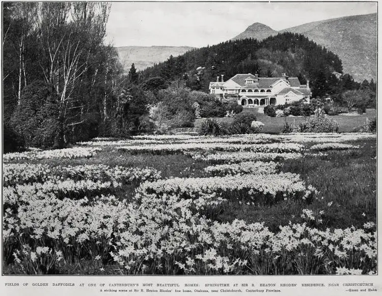 Fields of golden daffodils at one Canterbury's most beautiful homes ...