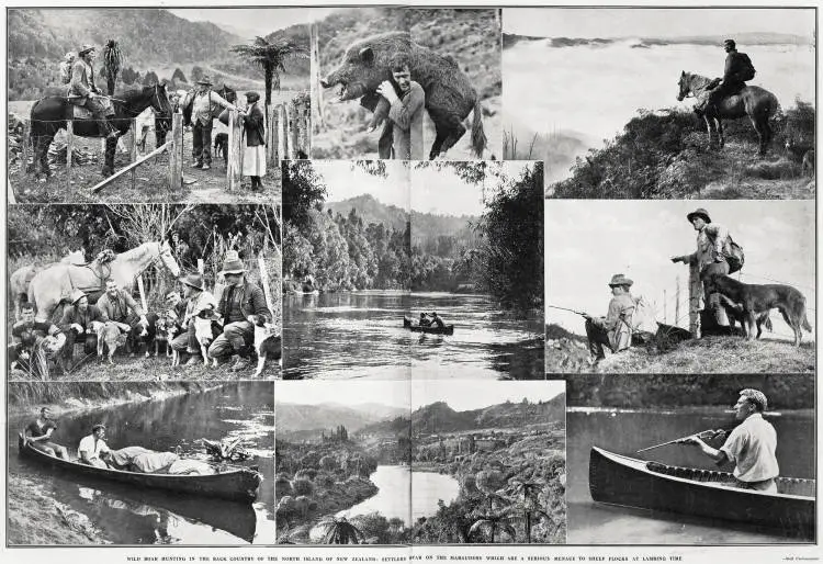 Wild boar hunting in the back country of the North Island of New ...