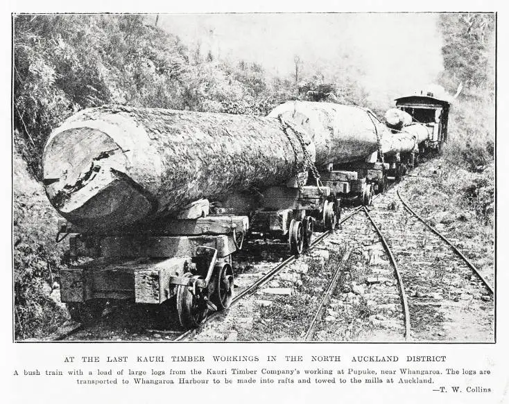 At the last Kauri timber workings in the North Auckland district ...
