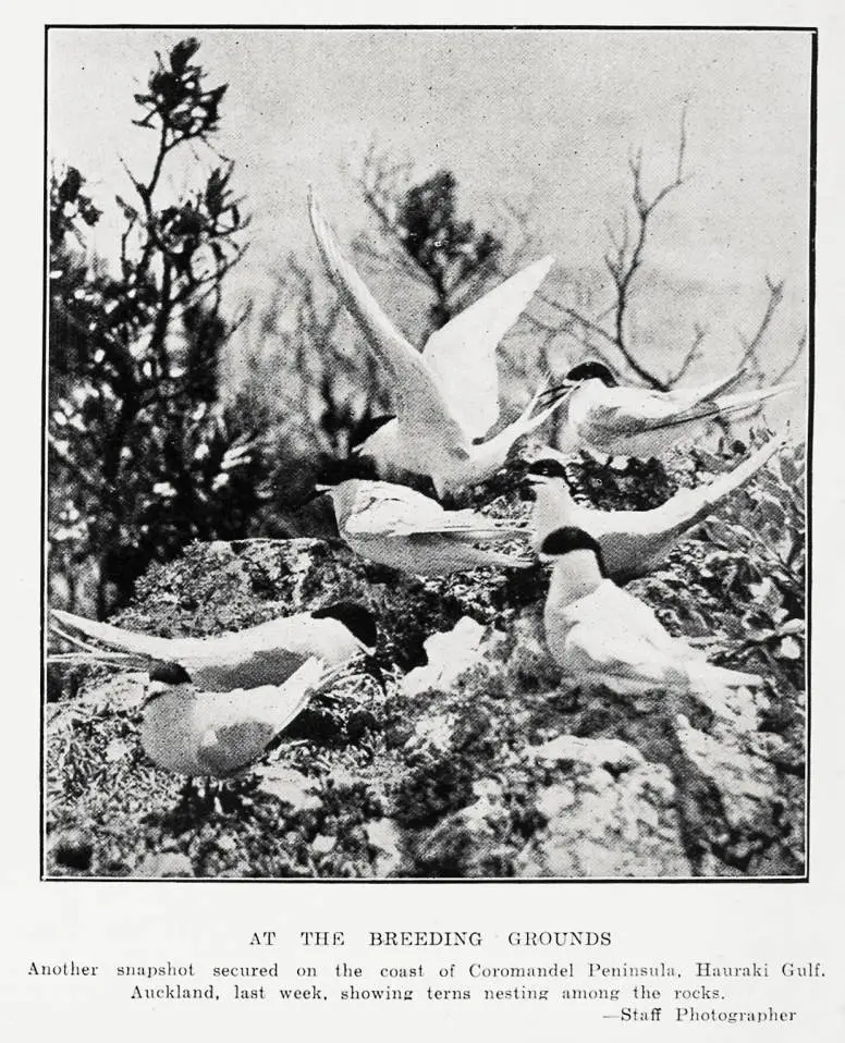 At the breeding grounds | Record | DigitalNZ