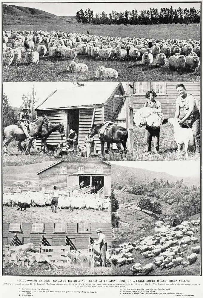 Wool-growing in New Zealand: interesting scenes at shearing time on a ...