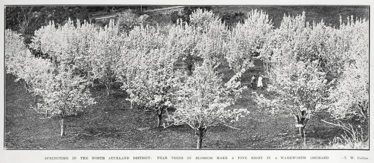 Springtime in the North Auckland district: pear trees in blossom make a ...