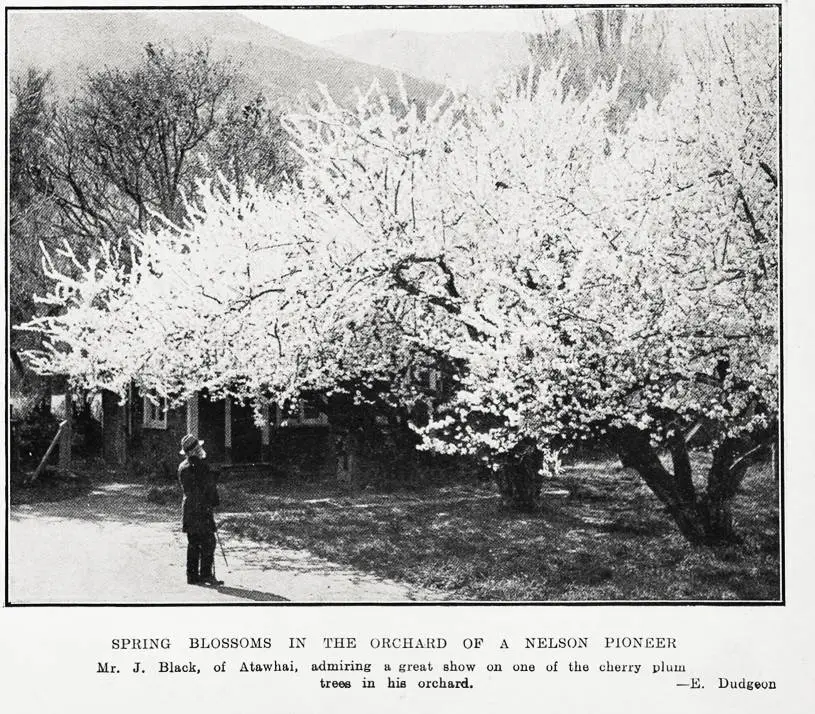 Spring blossoms in the orchard on a Nelson pioneer | Record | DigitalNZ