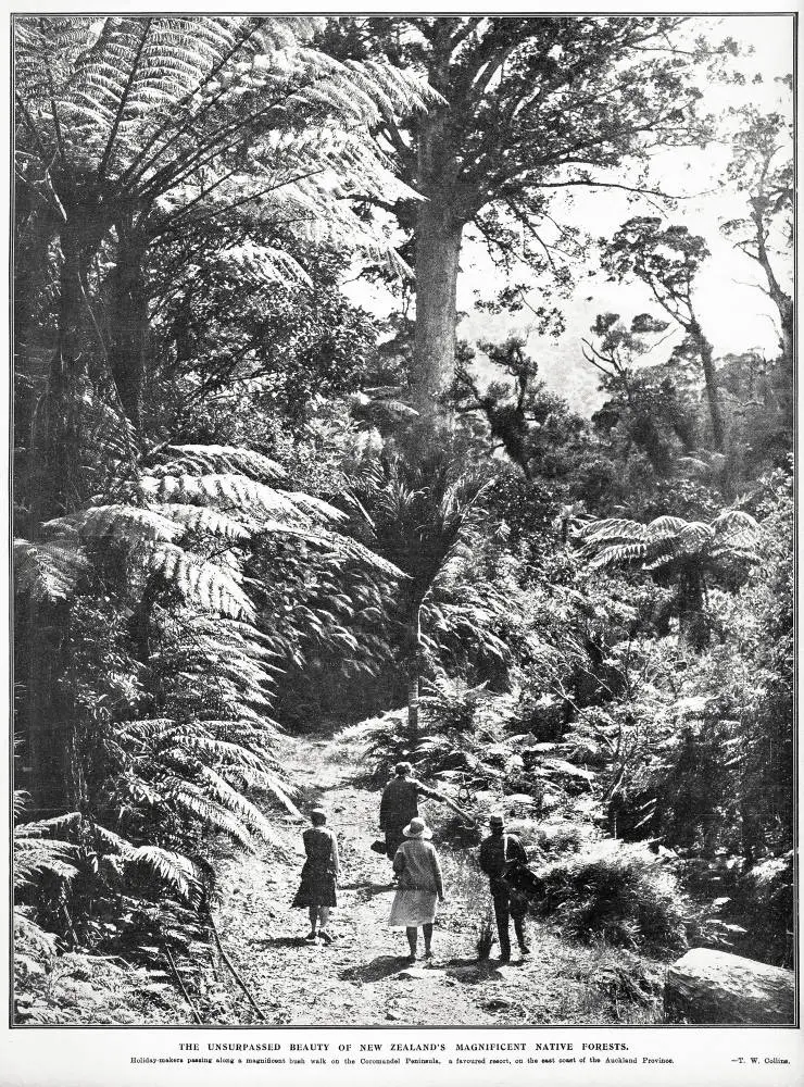 The unsurpassed beauty of New Zealand's magnificent native forests ...