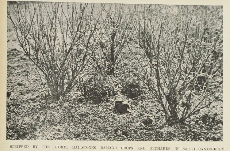 Blackcurrant trees stripped bare by a hailstorm in Totara Valley, South ...