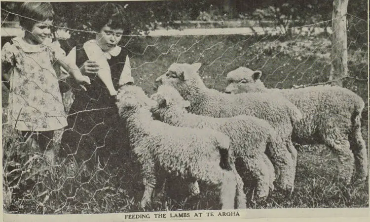 Two children hand feed lambs with a bottle on a farm at Te Aroha | Record | DigitalNZ