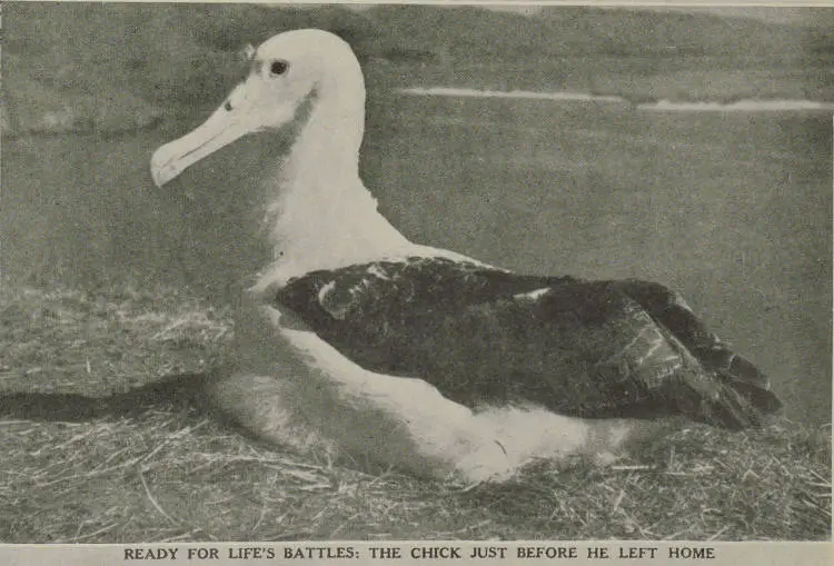 An albatross fledgling about to leave the nest at the colony at Taiaroa ...