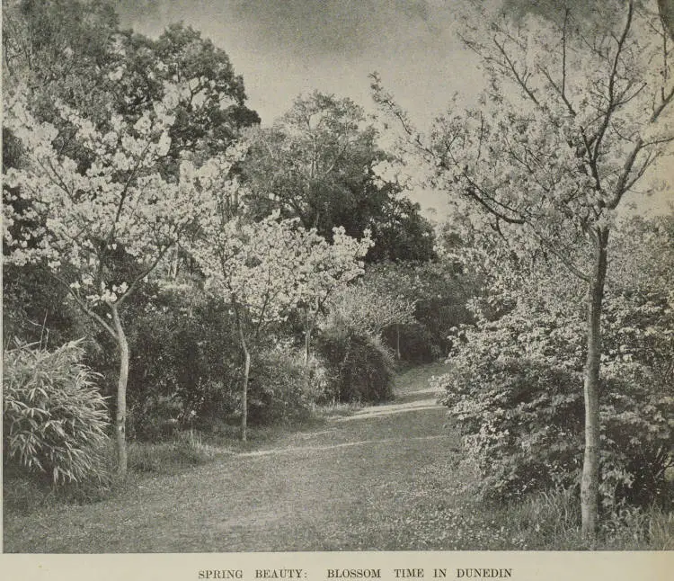 Spring beauty: blossom time in Dunedin | Record | DigitalNZ