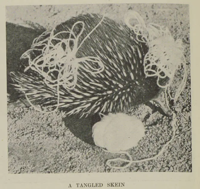 A tangled skein | Record | DigitalNZ