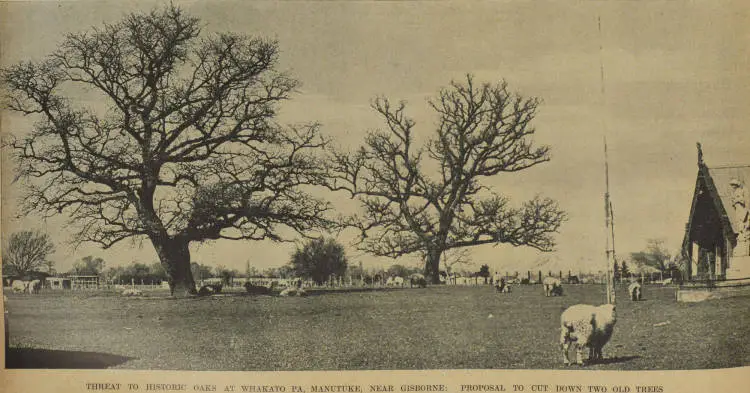 Threat to historic oaks at Whakato Pa, Manutuke, near Gisborne ...
