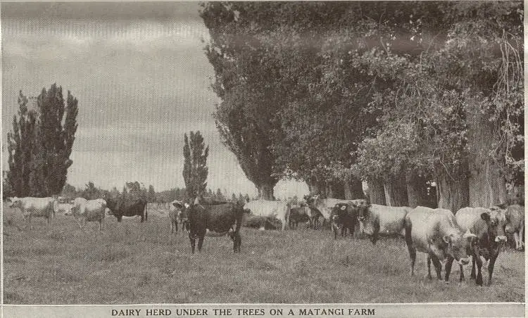 Dairy herd under the trees on a Matangi farm | Record | DigitalNZ