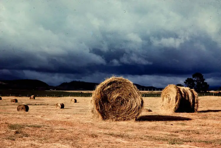 Hay making, Rotorua | Record | DigitalNZ