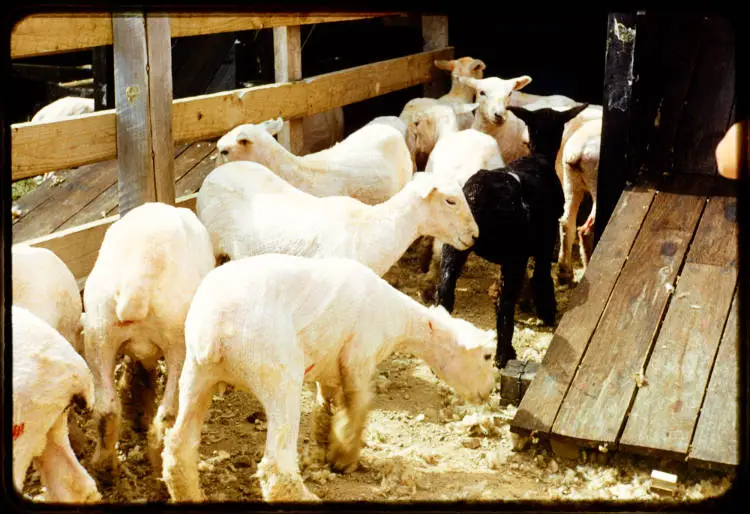 Newly shorn sheep | Record | DigitalNZ