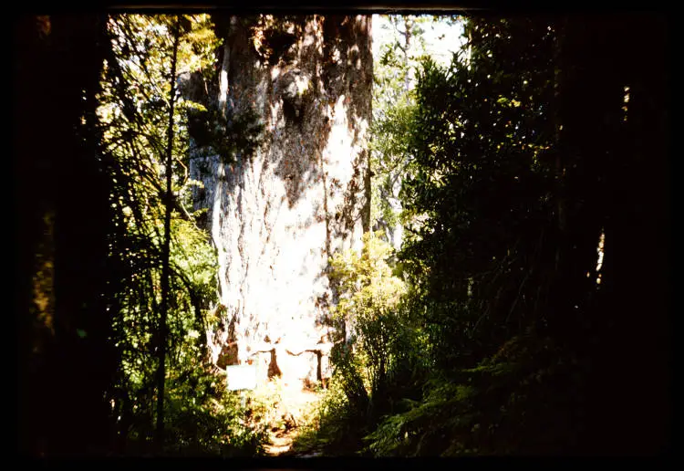 A kauri in the Waipoua State Forest | Record | DigitalNZ