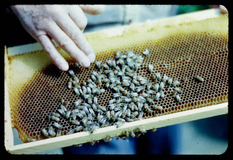 Jack Wilson's bees | Record | DigitalNZ
