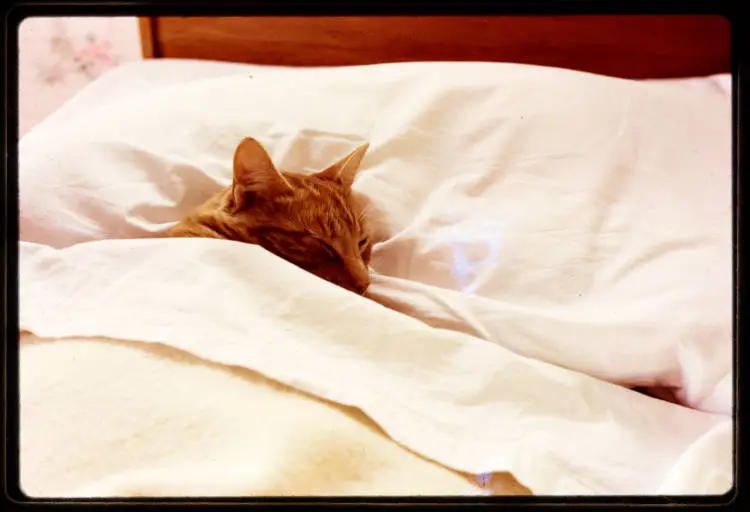 Honey in bed | Record | DigitalNZ