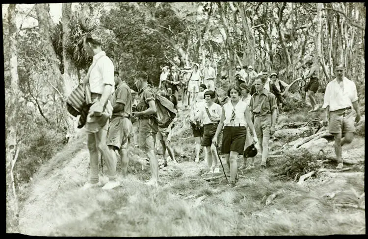 Ti tree, Kawau Island | Record | DigitalNZ